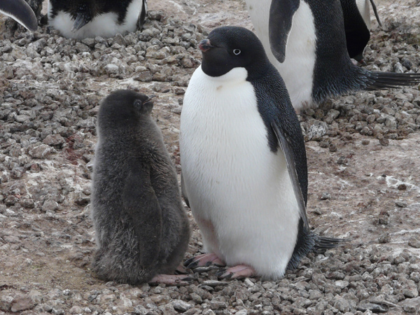 Dr. Emslie's Antarctic Blog 2010