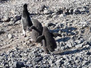 Dr. Emslie's Antarctic Blog 2010