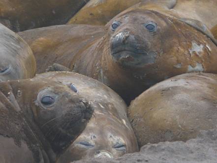 Dr. Emslie's Antarctic Blog 2010-11