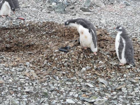 Dr. Emslie's Antarctic Blog 2010-11