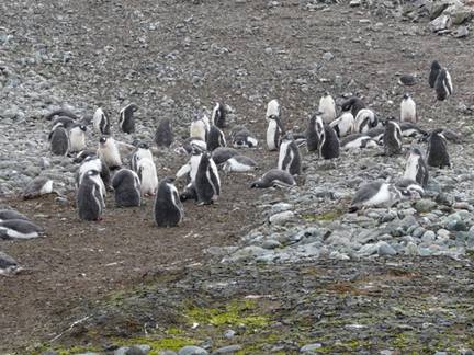 Dr. Emslie's Antarctic Blog 2010-11