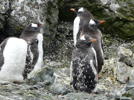 Dr. Emslie's Antarctic Blog 2010-11