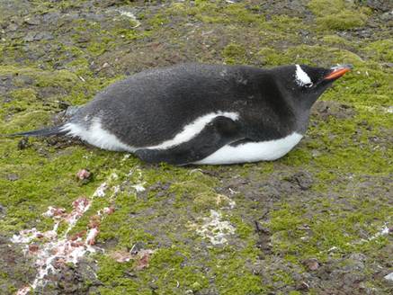 Dr. Emslie's Antarctic Blog 2010-11