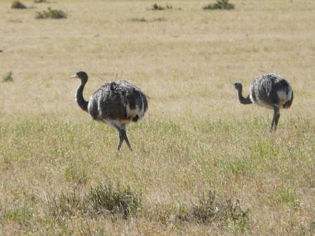 Dr. Emslie's Antarctic Blog 2010-11